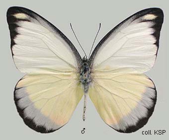 Papua Insects Foundation (Lepidoptera/Pieridae/Pierinae(Appias ada)